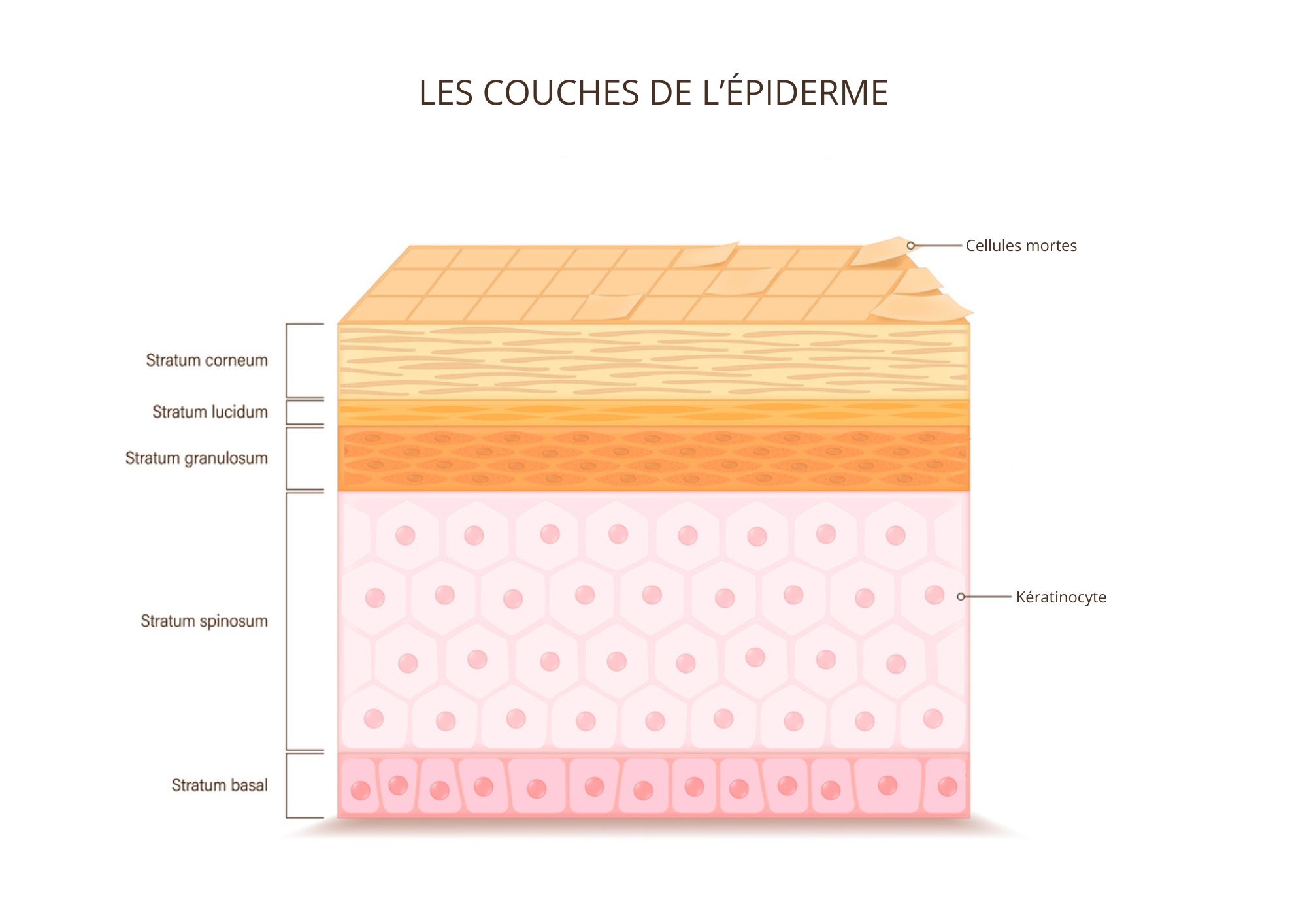 Barrière cutanée endommagée : comment la réparer ? | Jaldes